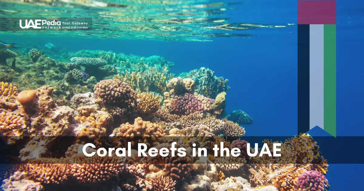 Coral Reef Health and Preservation in the UAE