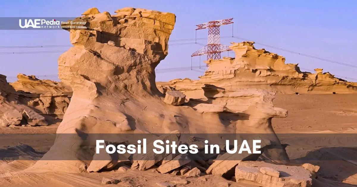 Fossil Discoveries and Research in the UAE