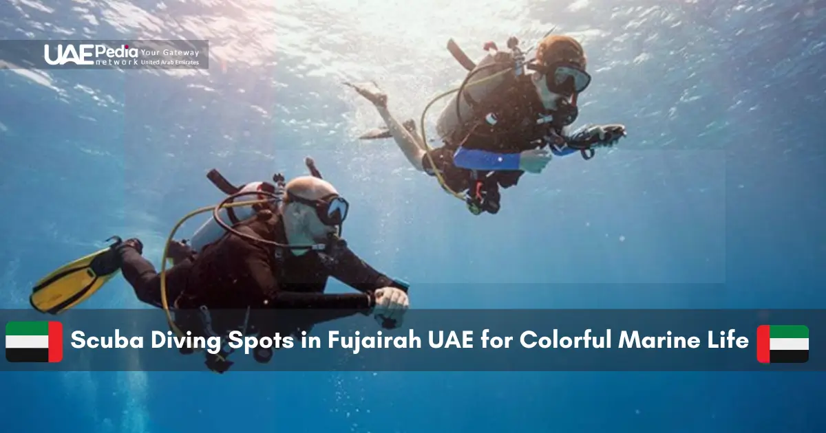 Scuba Diving Spots in Fujairah UAE for Colorful Marine Life Encounters