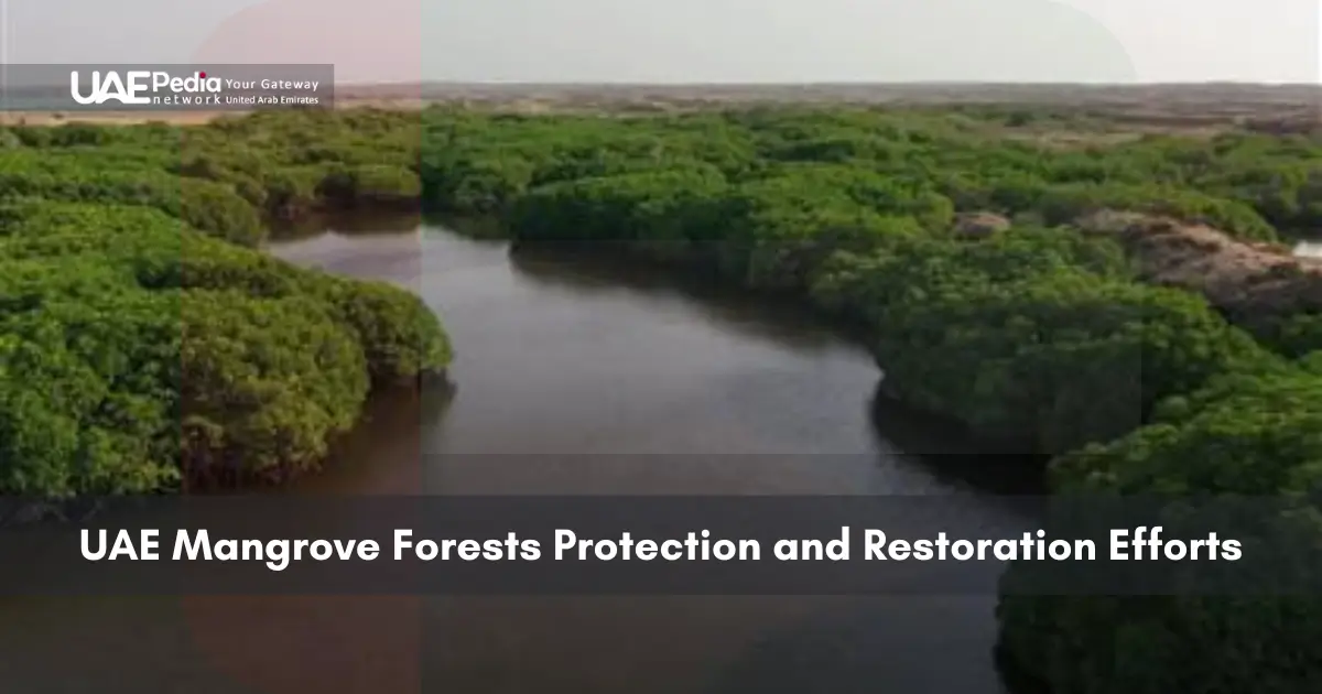UAE Mangrove Forests Protection and Restoration Efforts